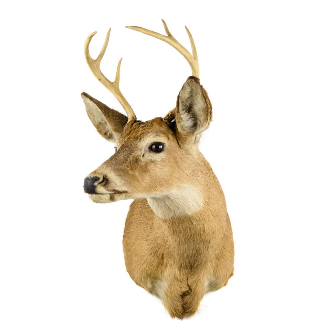 Six-Point Whitetail Deer Head Taxidermy Mount - Aug 03, 2019 | Atlanta ...