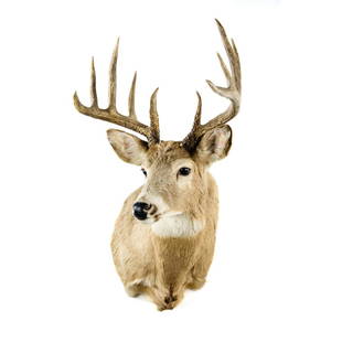 Moose Head Taxidermy Mount