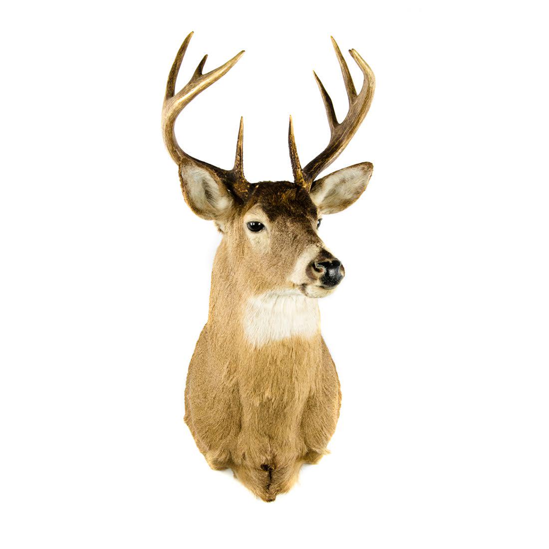 Ten-Point Whitetail Deer Head Taxidermy Mount - Sep 21, 2019 | Atlanta ...