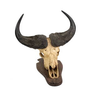 Extra Large African Cape Buffalo Skull Taxidermy Mount