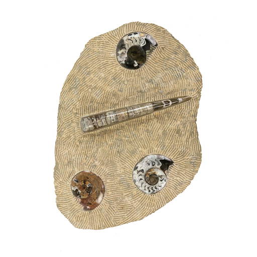 Large Striated Stone Orthoceras & Ammonite Fossil Plate