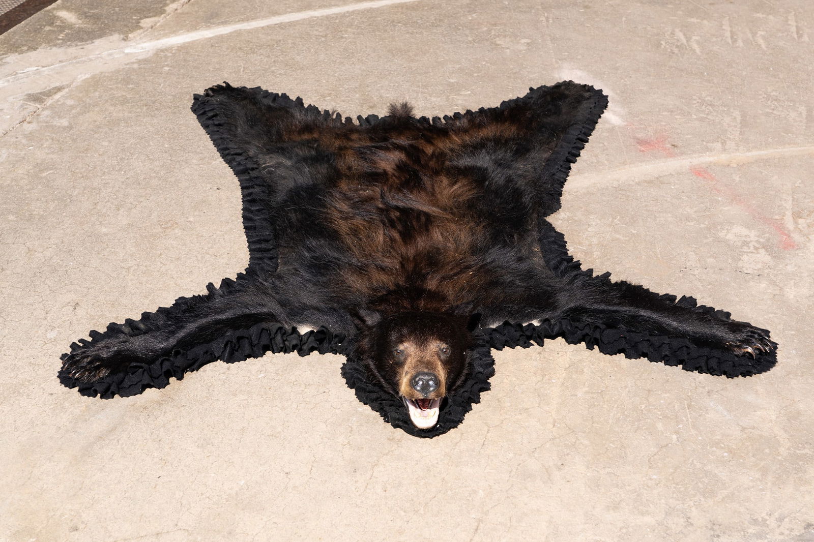 Taxidermy Full Hide Black Bear Skin Rug