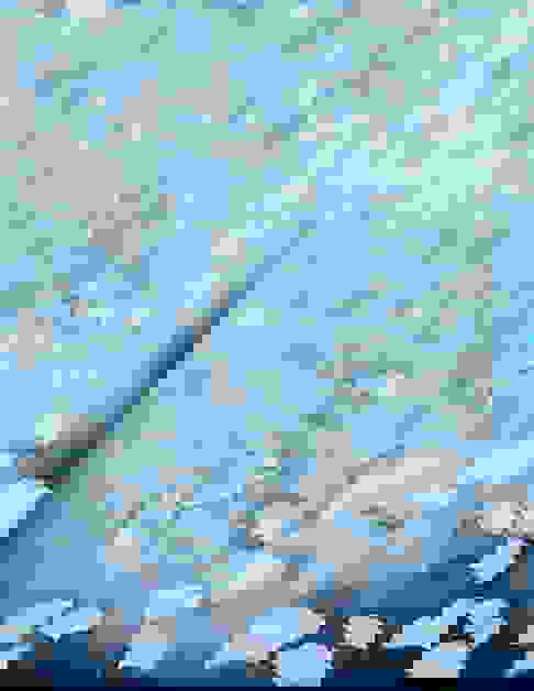 Richard Satchell Ginko Leaves Oil On Canvas Painting Auction