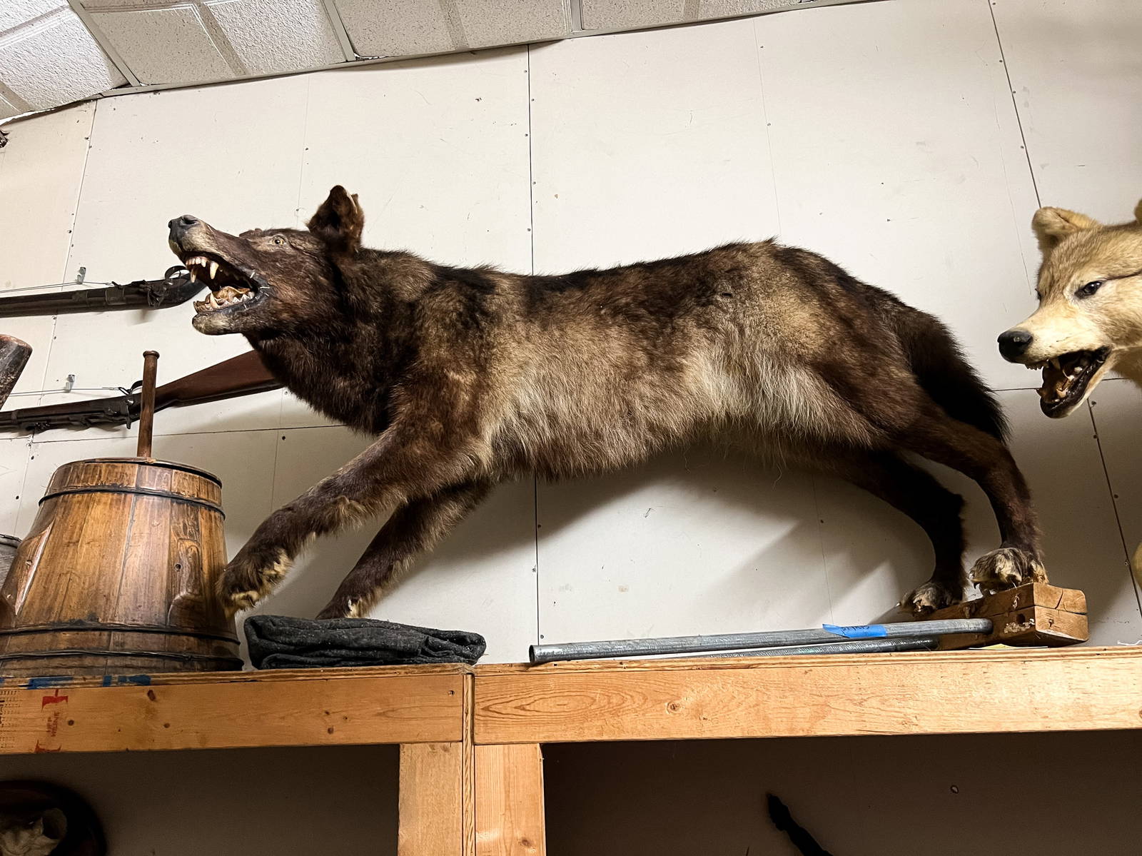 Black Timberwolf Full Body Taxidermy Yukon Territory Auction