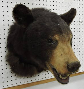 Taxidermy Bear Head