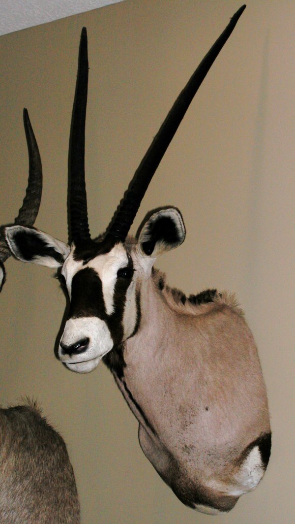 2: African Taxidermy Oryx/Gemsbok shoulder mount,