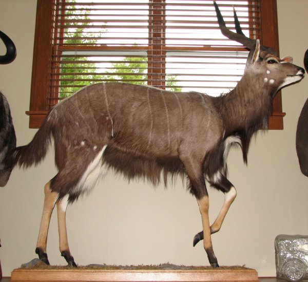 African Taxidermy Nyala Life Size Mount, Trophy