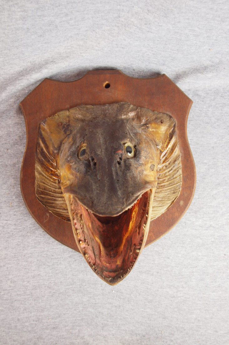 Taxidermy mounted muskie head/ mouth on wood back, da - May 29, 2013 ...