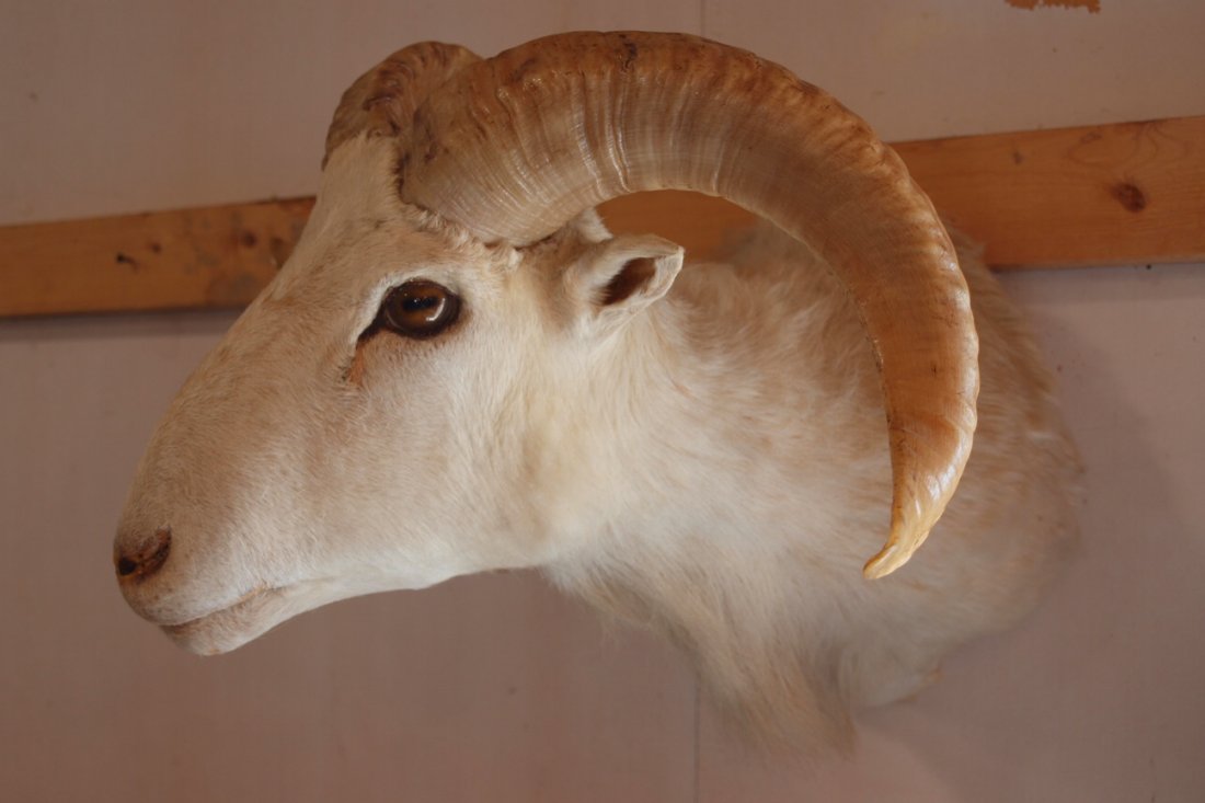 Taxidermy white mountain goat head mount