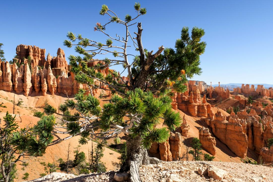 Red Rocks And Green Tree