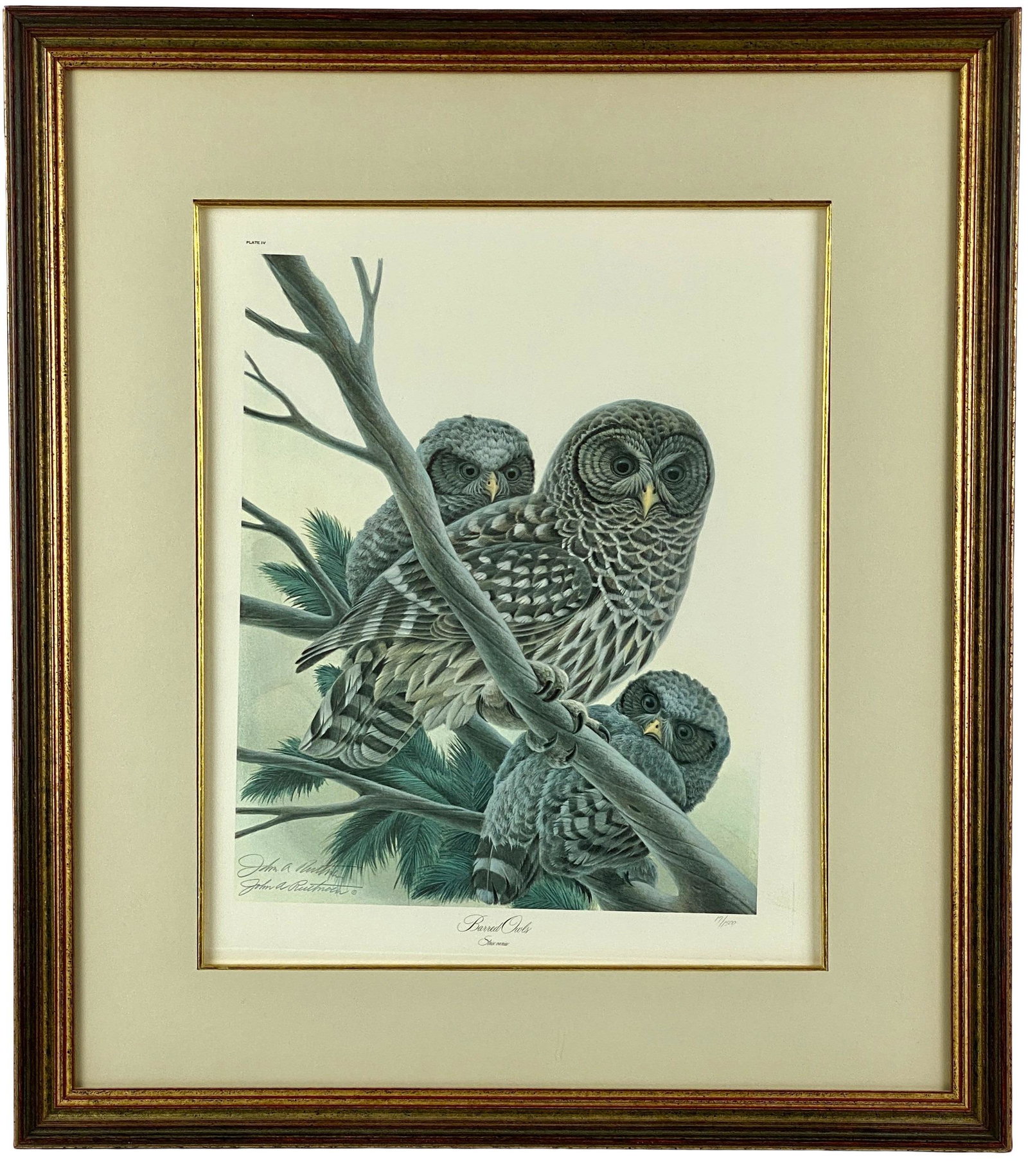 "barred Owls" Offset Lithograph By John Ruthven