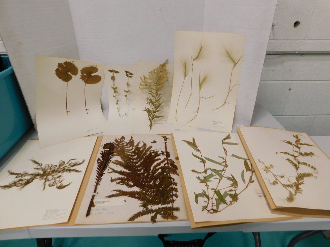 Large Stack of Dried Plant Specimens from a Local Nature Museum - Apr ...