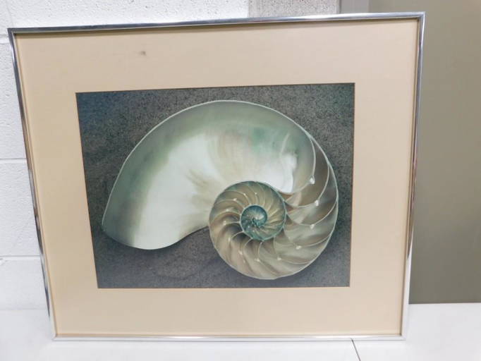 Framed Print Of Of A Nautilus Shell