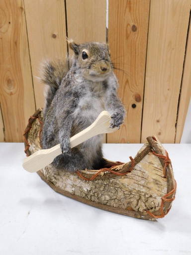 Mounted Squirrel Rowing a Canoe Taxidermy Novelty - Jul 11, 2022 ...