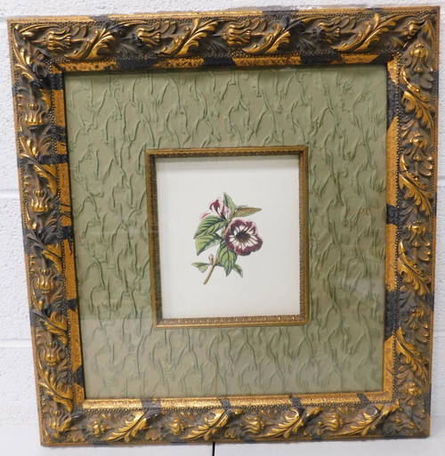 Vintage Botanical Lithograph In Original Custom Frame John Richard, Ms.