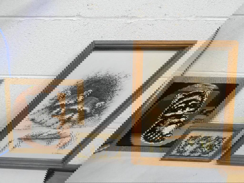 Lot Of 3 Raccoon Pictures Inclduing Signed C. Carson Original Auction