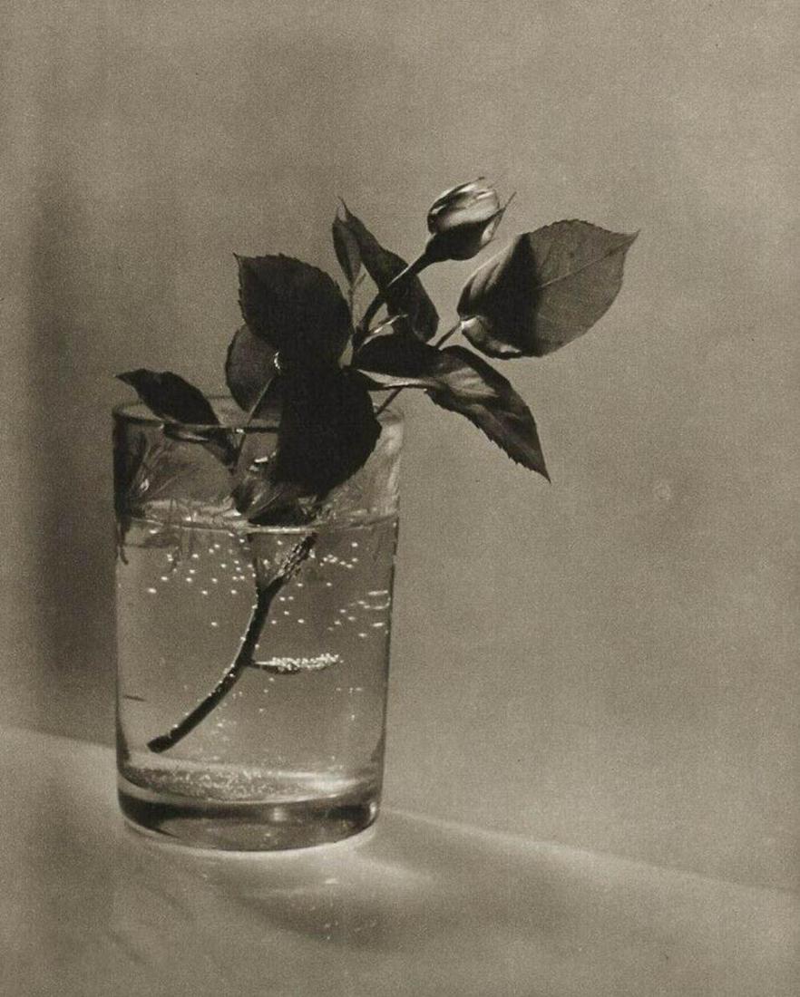 Josef Sudek, 1954, Water Glass Rose Flower Still Life