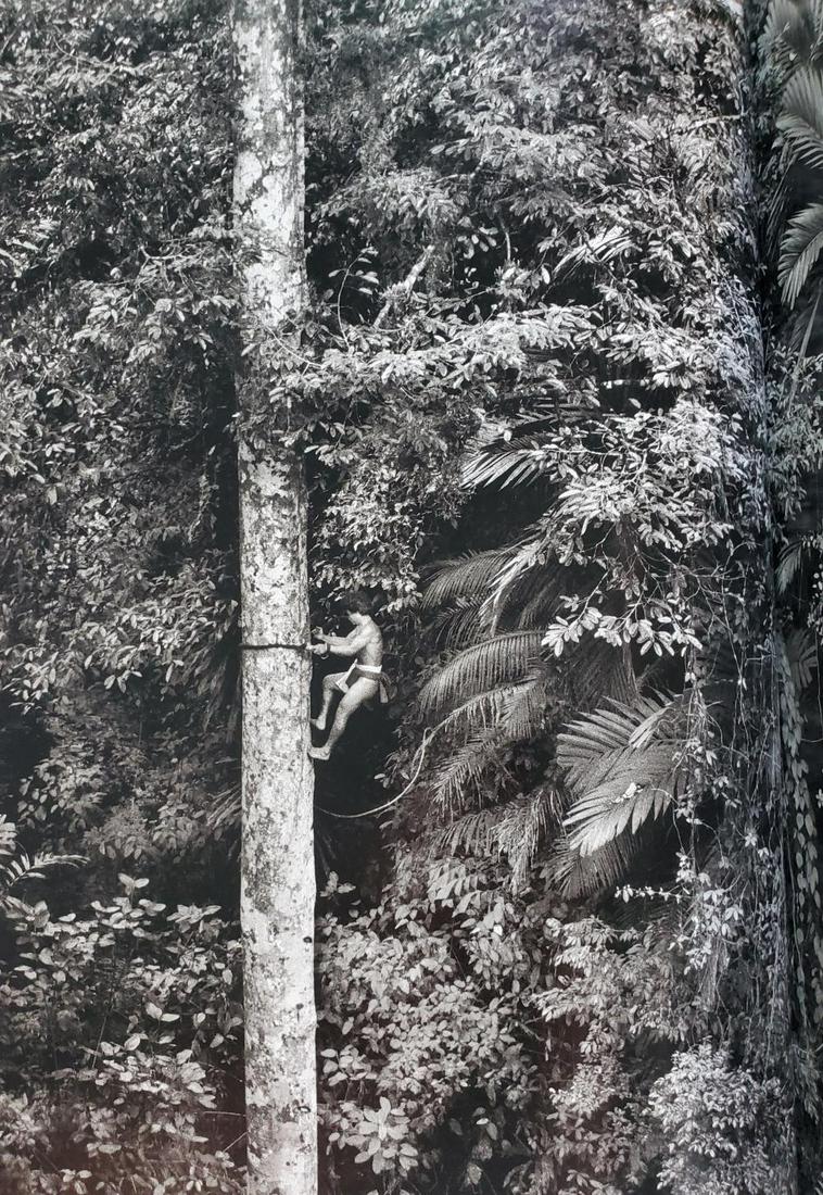 Sebastiao Salgado, Mentawai Climbing a Gigantic Tree to Collect Durian ...