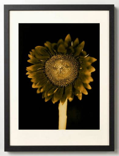 Chuck Close, "sunflower" 2011 Pigment Print Signed & Numbered