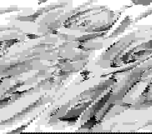 Tina Modotti, Roses, Mexico By Tina Modotti, 1924 Auction