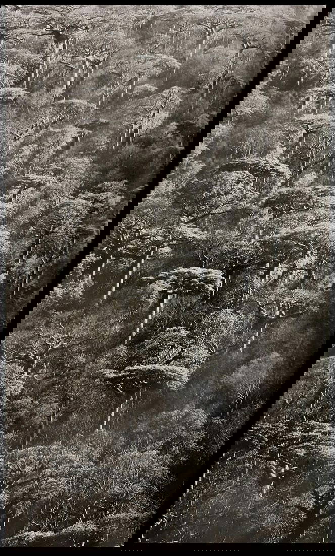 Sebastiao Salgado, Adansonia Grandidieri Trees, Madagascar, 2010 Auction