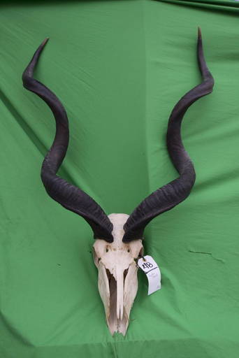 Kudu Skull
