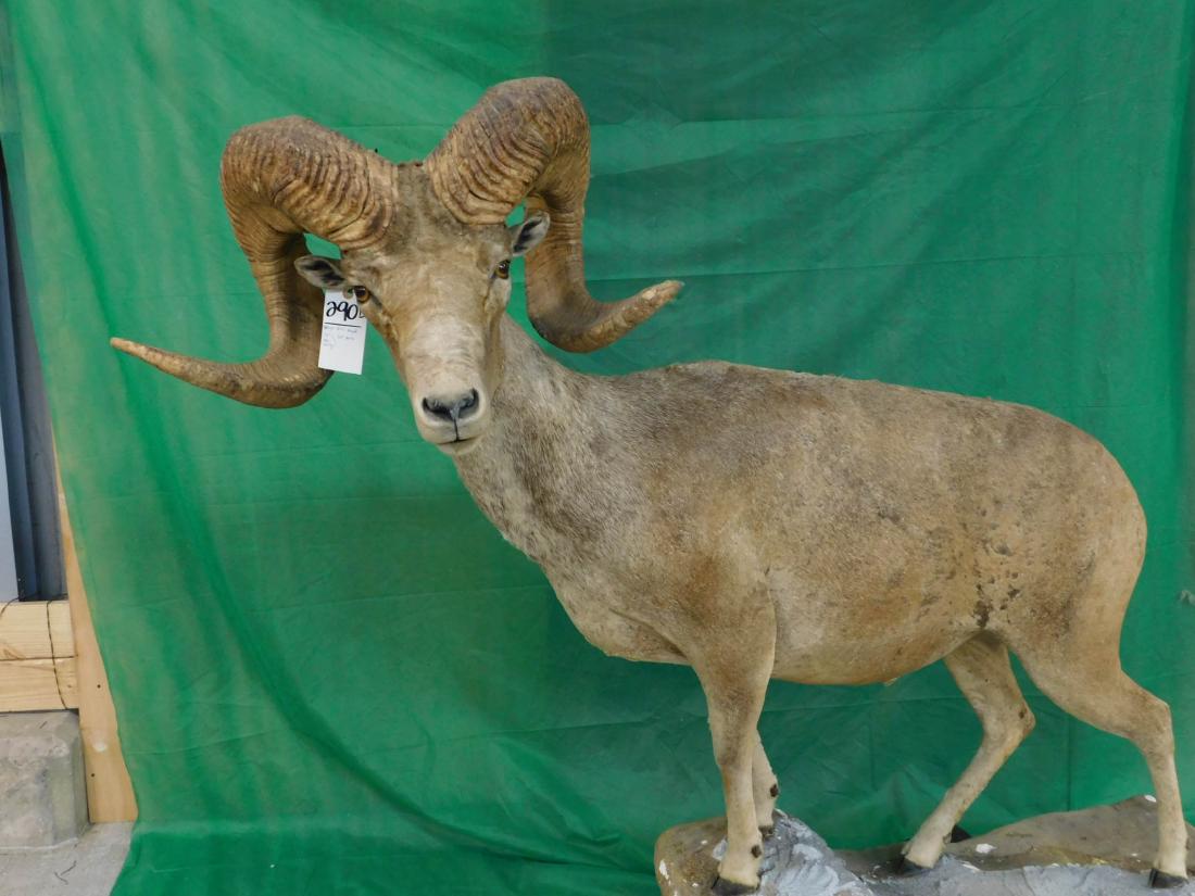 ALTAI ARGALI, MONGOLIA
