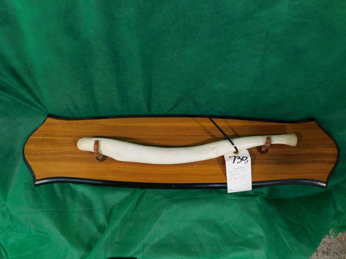 Walrus Oosik (penis Bone), Us Res Only