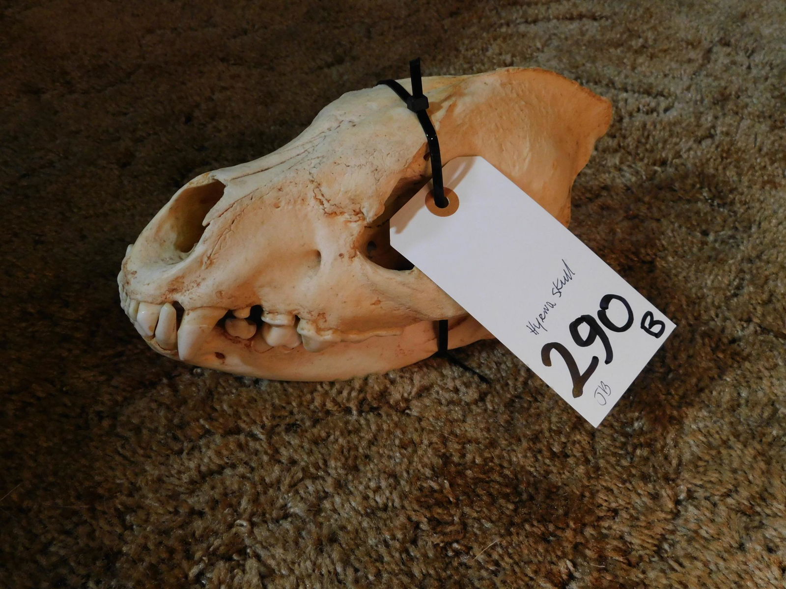 Spotted Hyena Skull