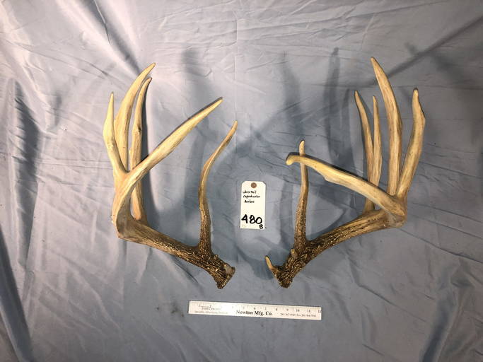 Whitetail Reproduction Antlers
