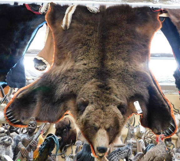 Xxl Grizzly Bear Rug