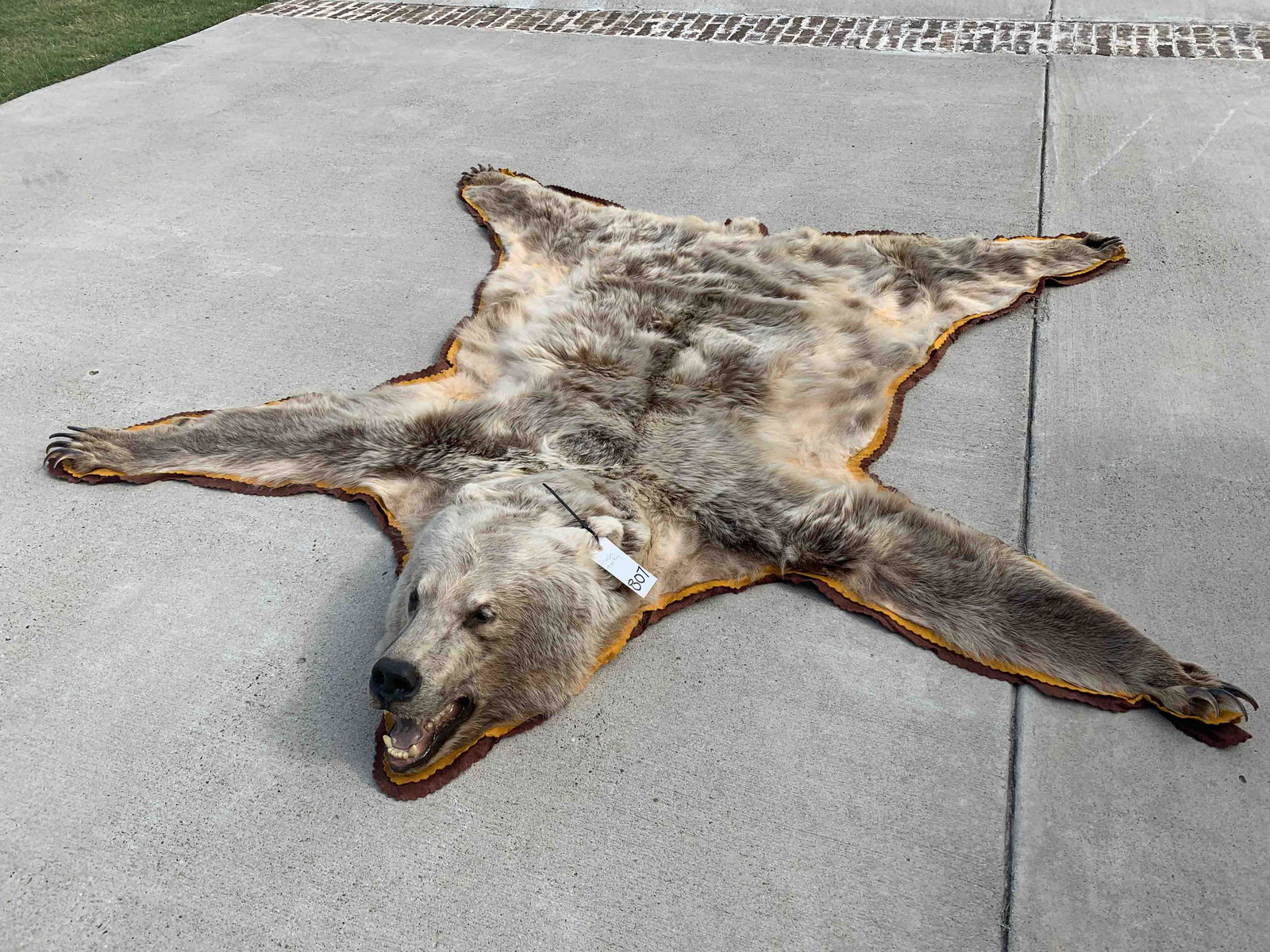 GRIZZLY BEAR RUG - Oct 26, 2019 | Taxidermy King in Texas