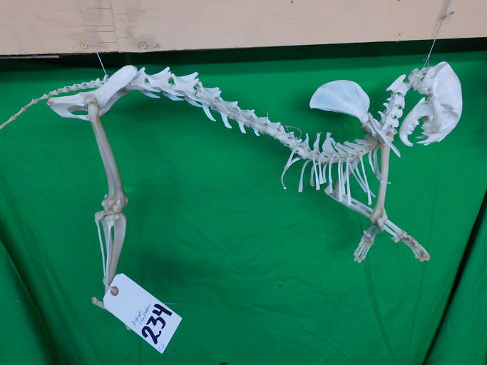 Articulated Bobcat Skeleton