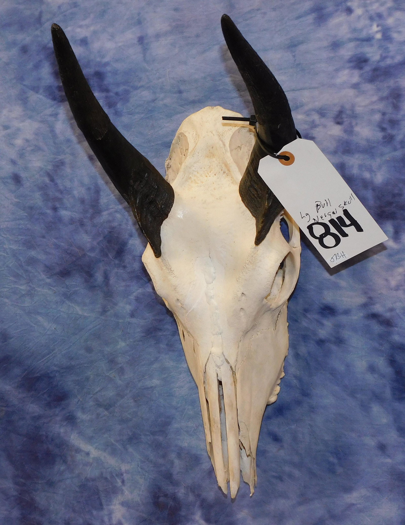 Nilgai skull - munimoro.gob.pe