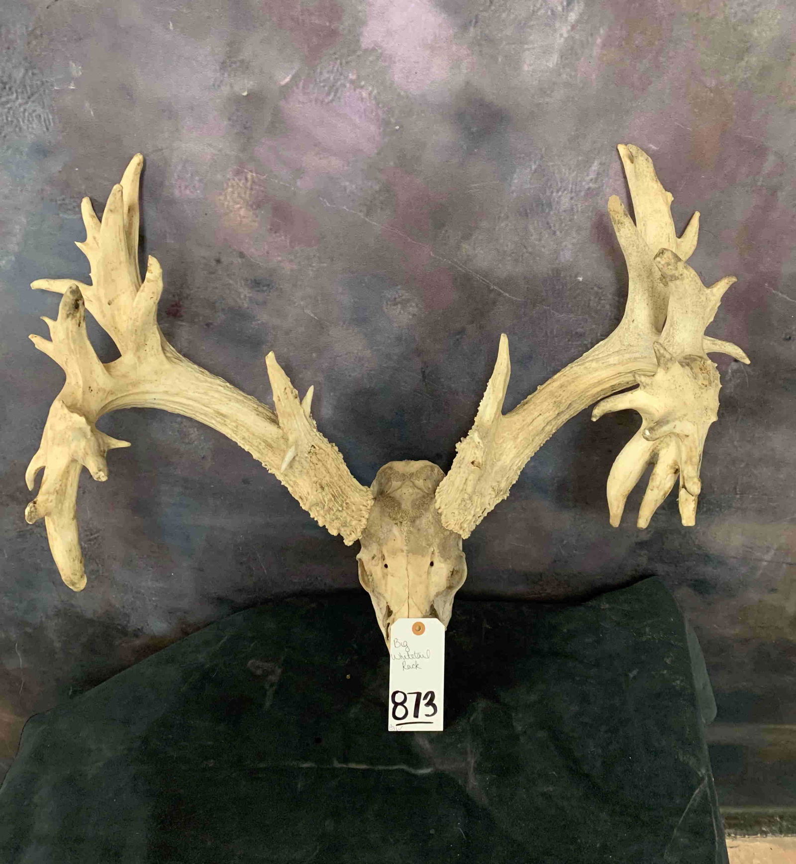 Big Whitetail Rack