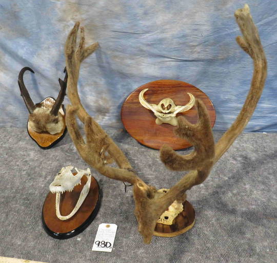 1 CARIBOU RACK, 1 ALLIGATOR SKULL, 1 PRONGHORN RACK & 1 - Oct 24, 2020 ...