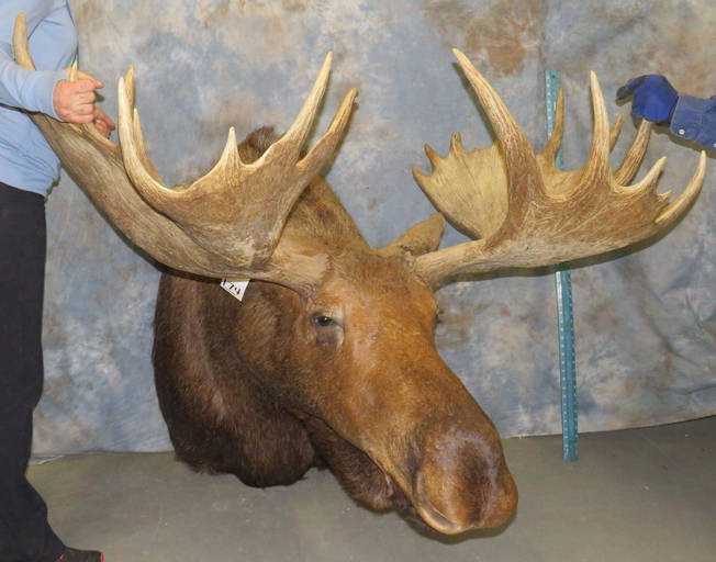 Moose Sh Mt Taxidermy