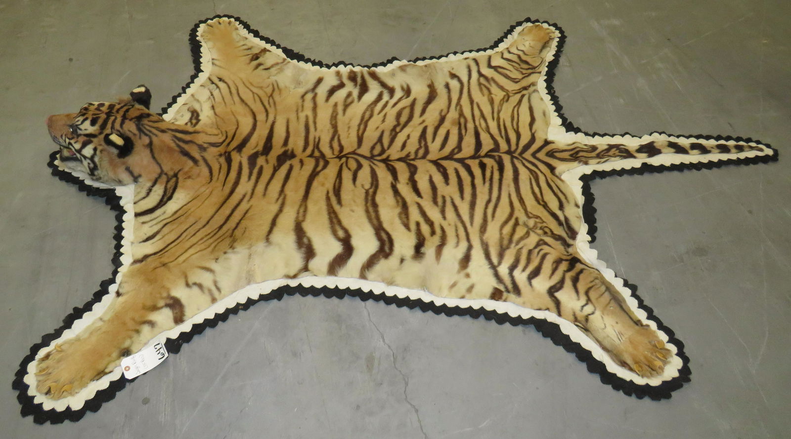 Tiger Rug (tx Res) Taxidermy