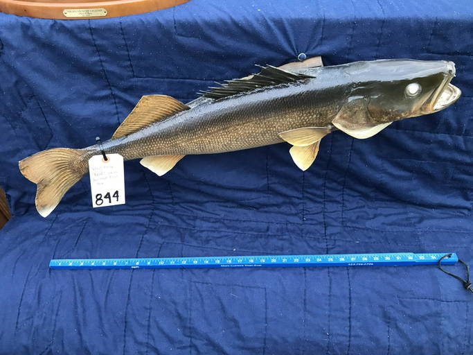 VERY NICE "REAL SKIN" WALLEYE FISH MT TAXIDERMY - Jan 23, 2021 ...
