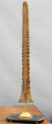 Taxidermy: A Mounted Sawfish Rostrum (pristidae Spp),