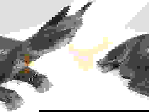 "the Bryant" Pup Advertising Dog Auction