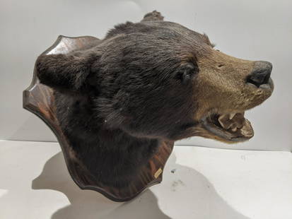Beautiful Brown Bear On Base Taxidermy