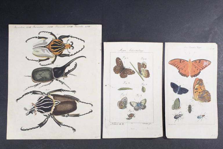 Antique Insect & Bug Hand Colored Etchings