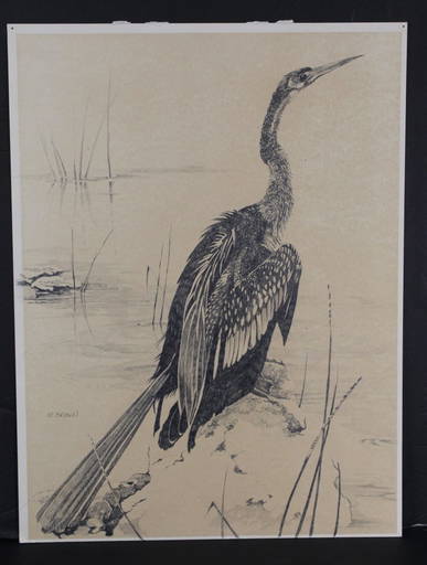 Graphite Drawing Anhinga Snake Bird Artsist Signed - Dec 11, 2022 ...