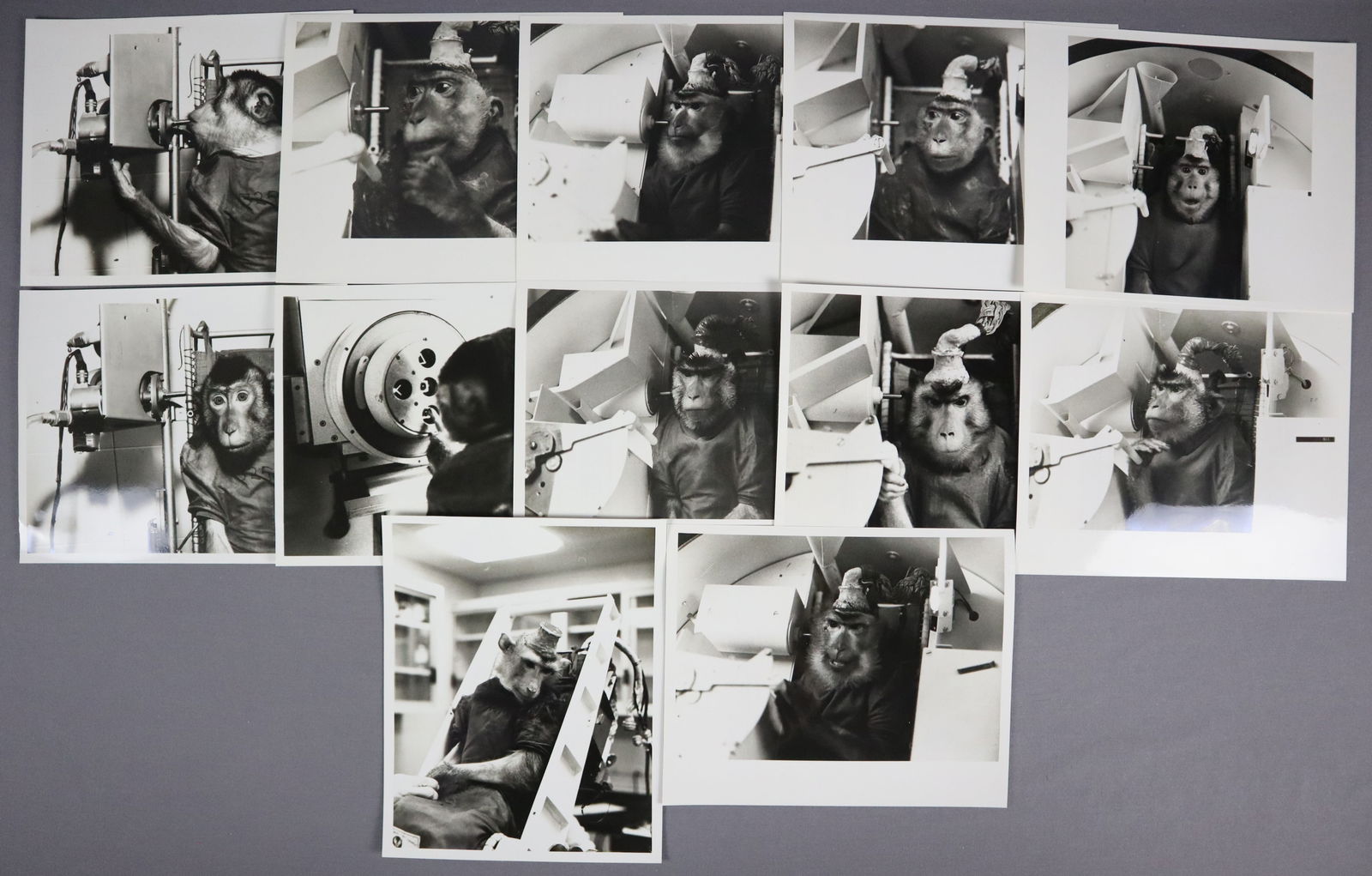 12 - Original Nasa Primate Training Procedures Photographs Auction
