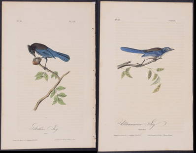 After Audubon Blue Jay Hand Colored Lithograph