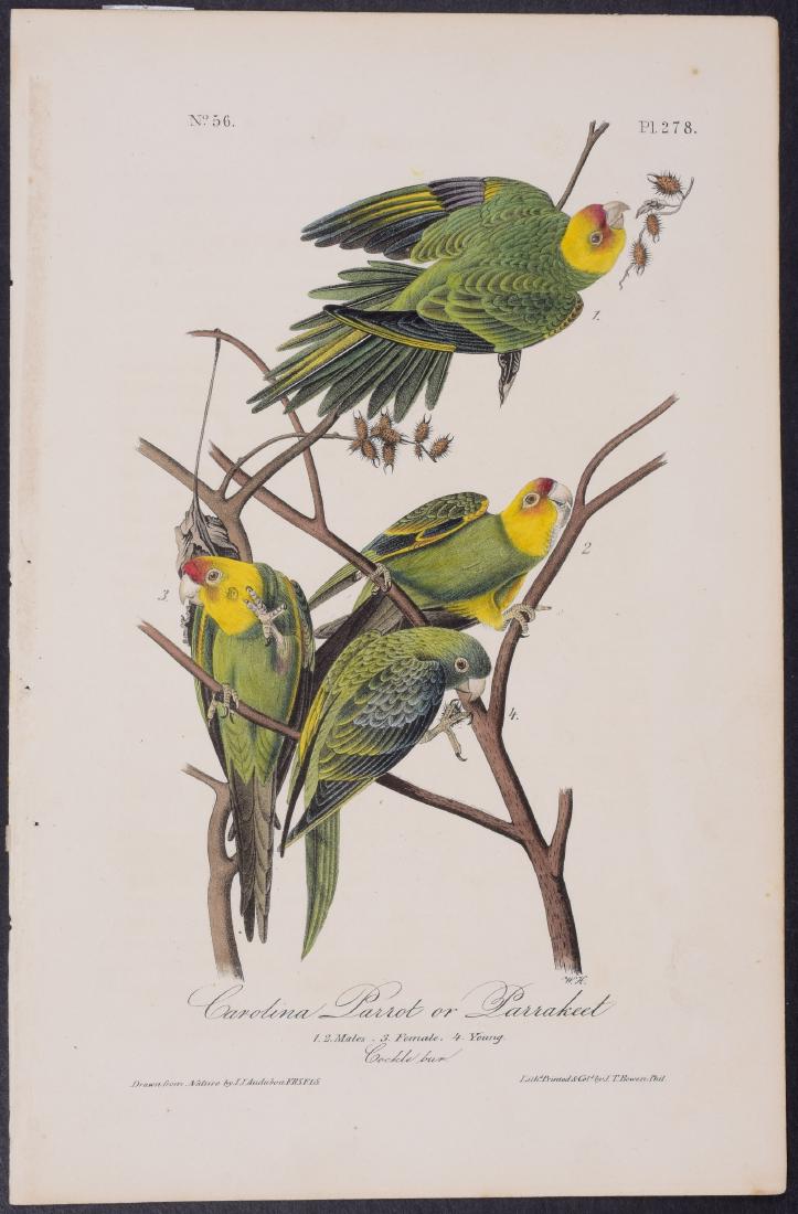 Audubon - Carolina Parrot or Parrakeet. 278
