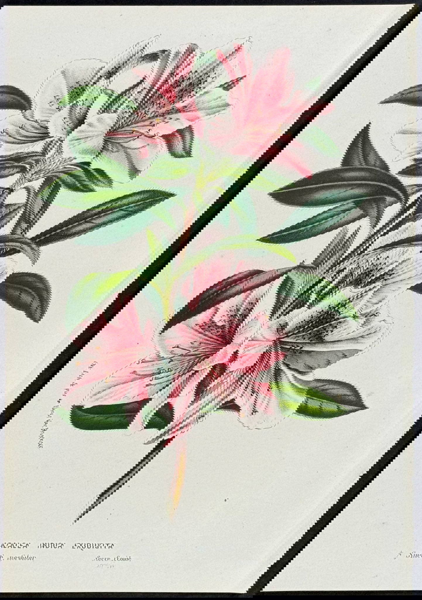 Van Houtte - 5 Azalea Prints Auction