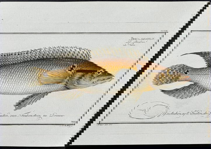Bloch, Folio Stone Perch Perca Saxatilis. 309