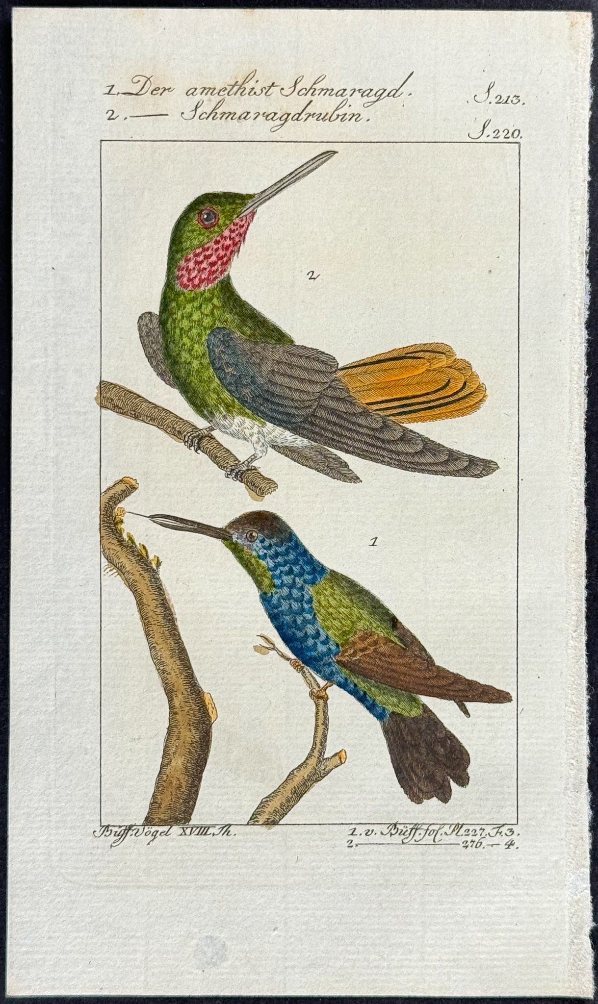 Buffon 6 Hummingbird Engravings